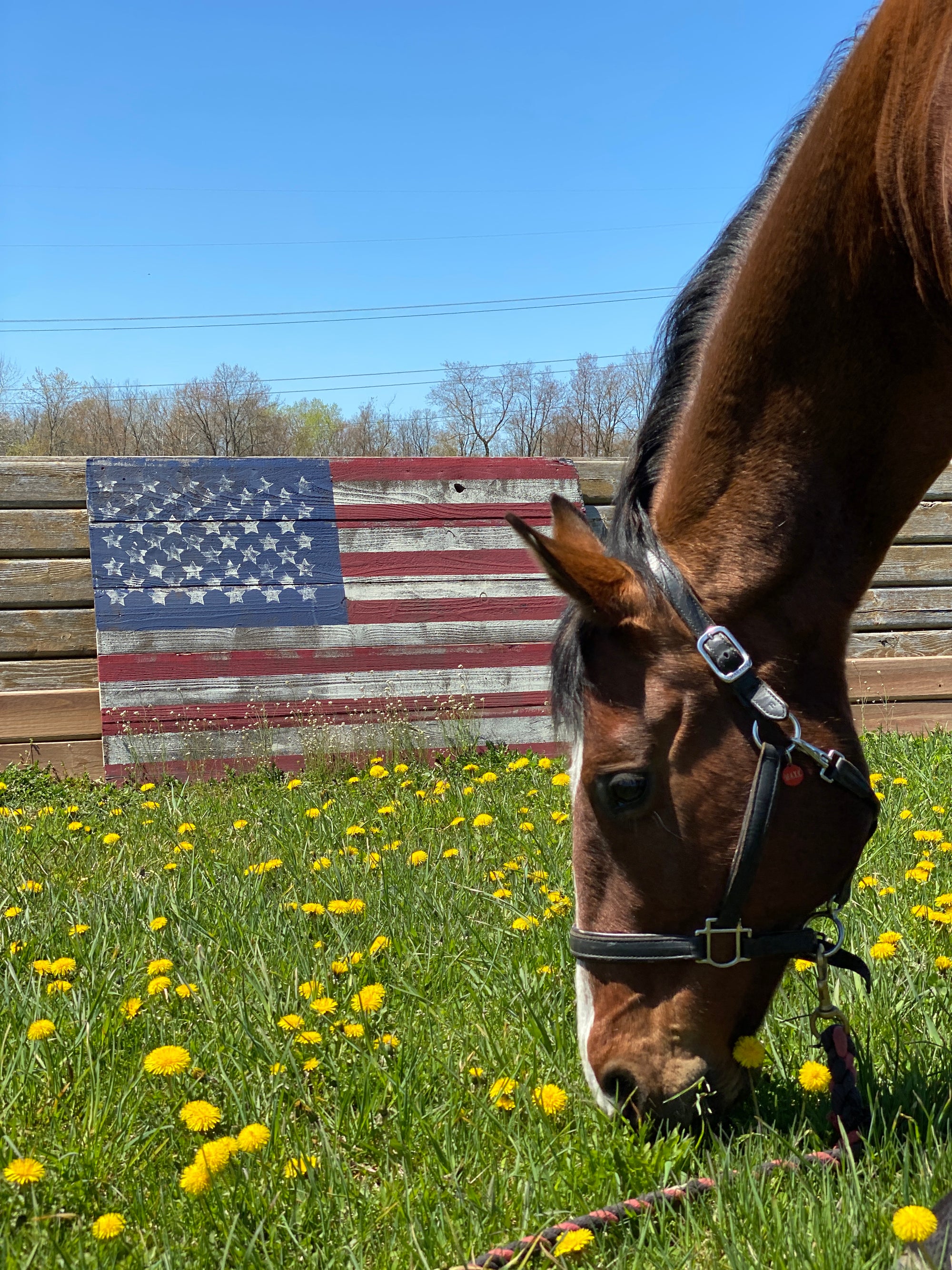 Lone Tree Stables – Lone Tree Stables, LLC